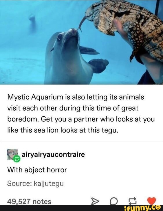 Tegu memes. Best Collection of funny Tegu pictures on iFunny