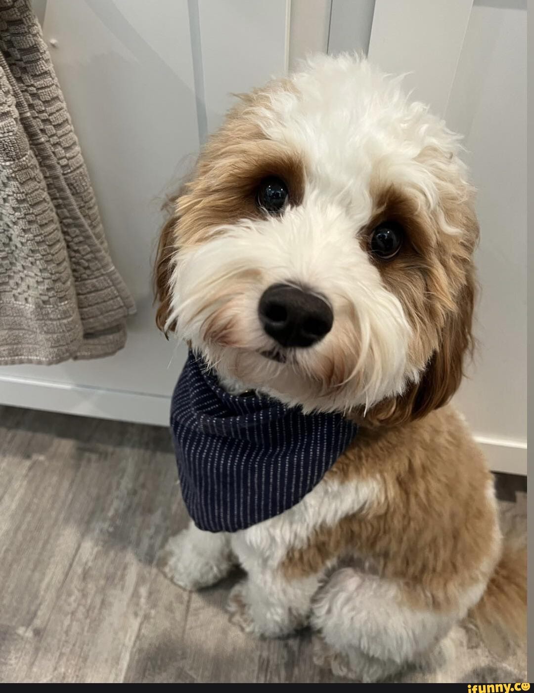 Cavapoo memes. Best Collection of funny Cavapoo pictures on iFunny