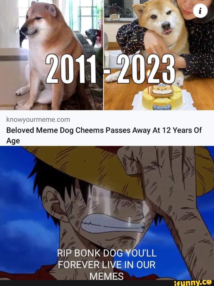 Knowyourme Beloved Meme Dog Cheems Passes Away At 12 Years Of Age RIP ...