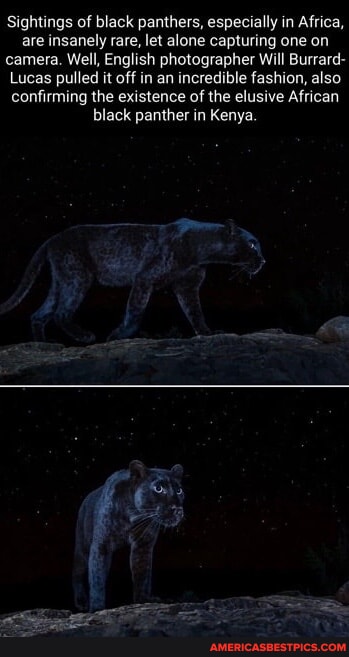 Sightings of black panthers, especially in Africa, are insanely rare ...