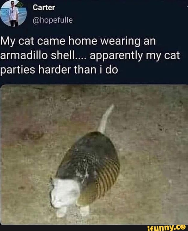 Carter My cat came home wearing an armadillo shell... apparently my cat ...