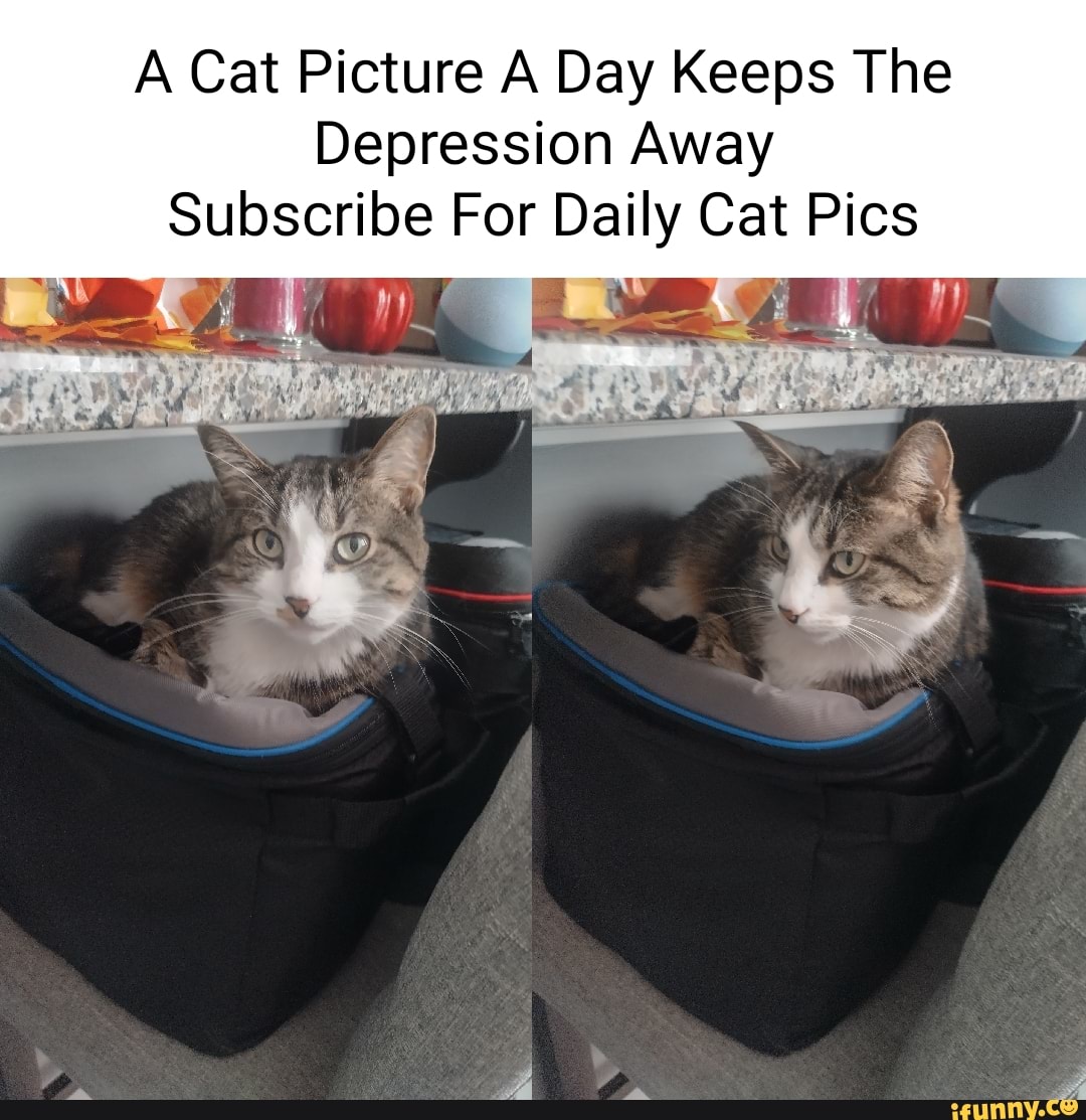 A Cat Picture A Day Keeps The Depression Away Subscribe For Daily Cat ...