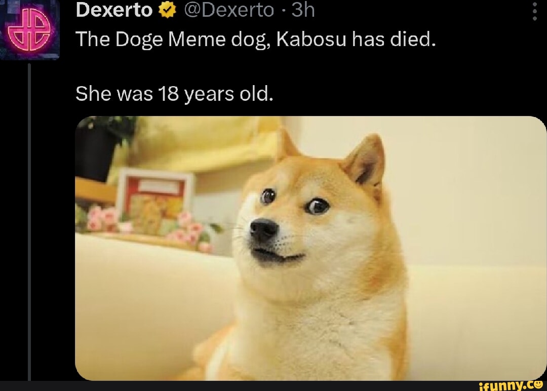 Dexerto @Dexerto The Doge Meme dog, Kabosu has died. She was 18 years ...