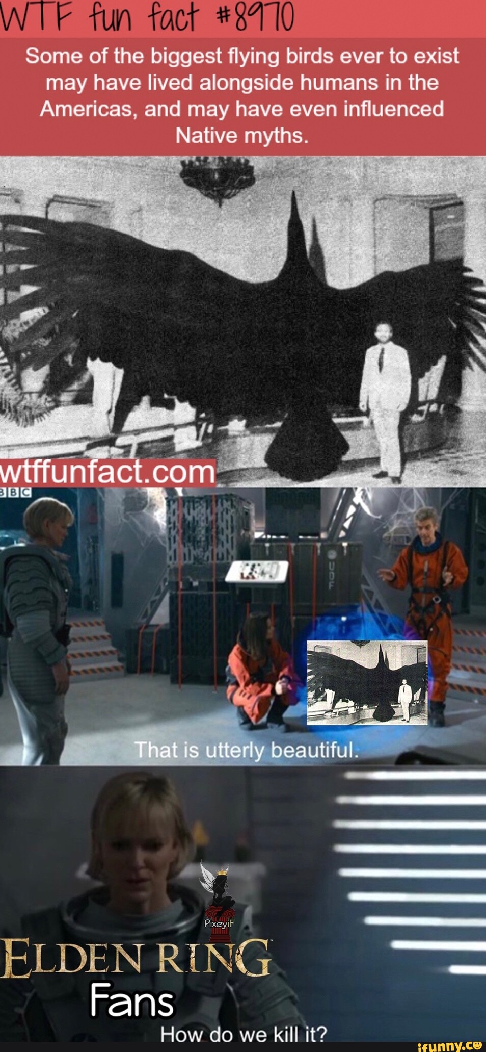 *8710 Some of the biggest flying birds ever to exist may have lived ...