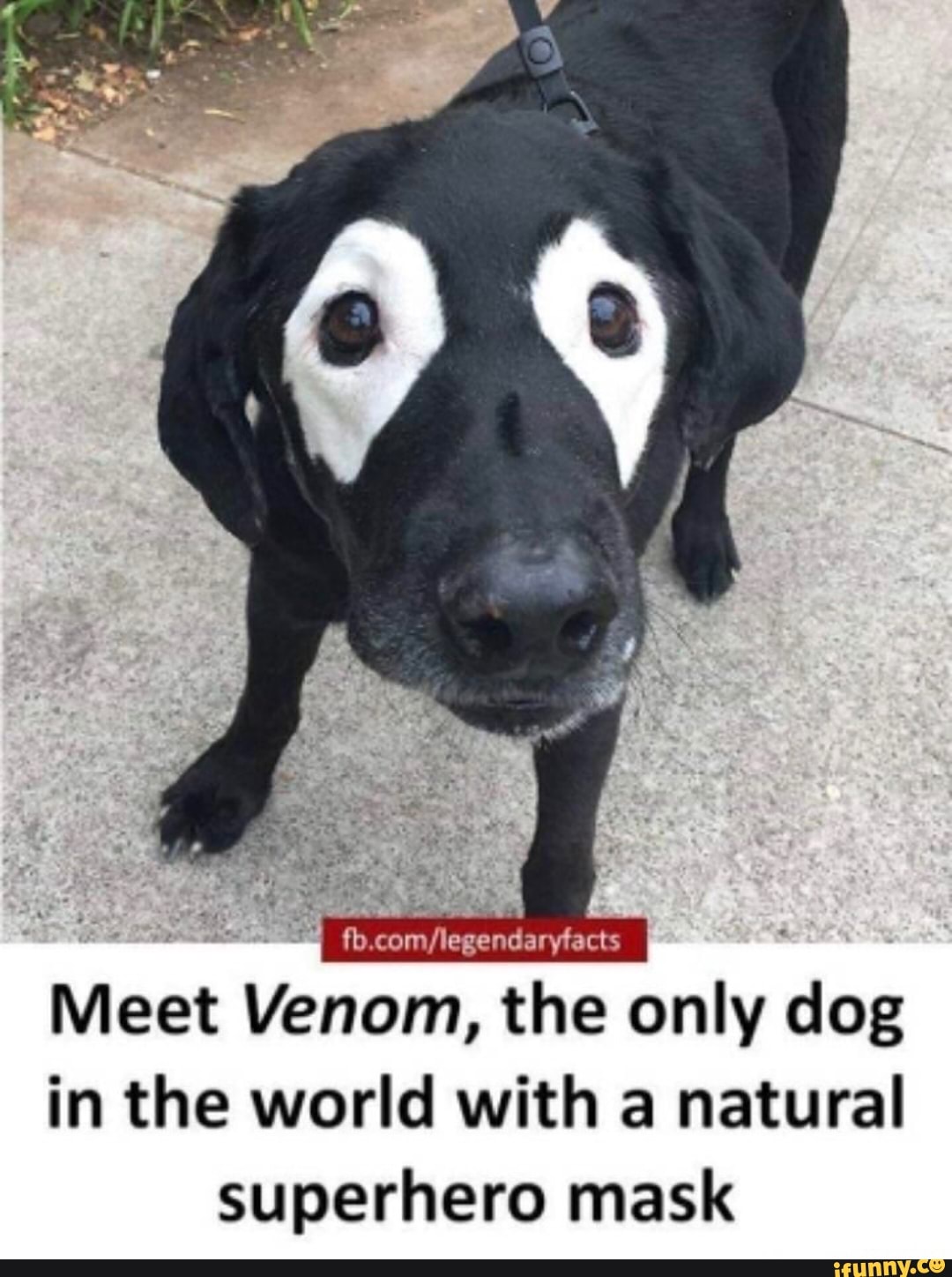 Meet Venom, the only dog in the world with a natural superhero mask ...