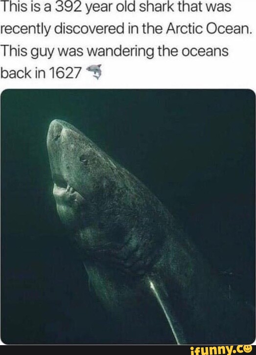 IS year old shark that was recently discovered in the Arctic Ocean ...
