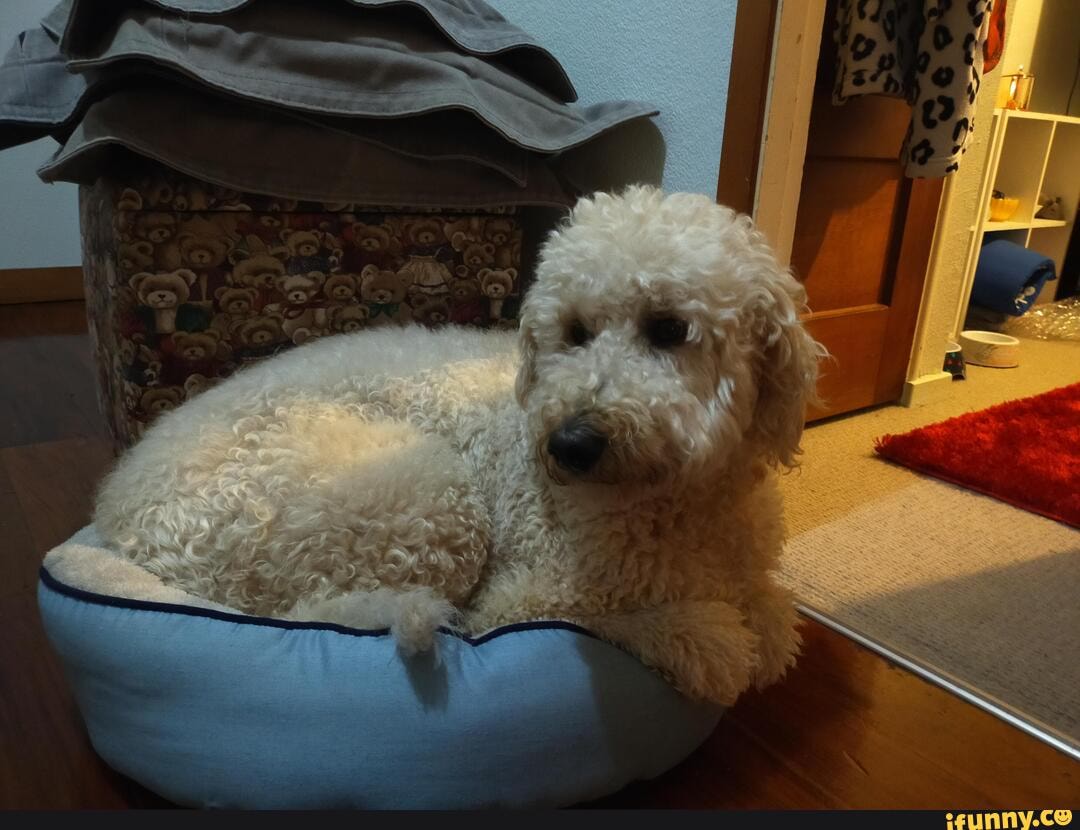 Squashed memes. Best Collection of funny Squashed pictures on iFunny