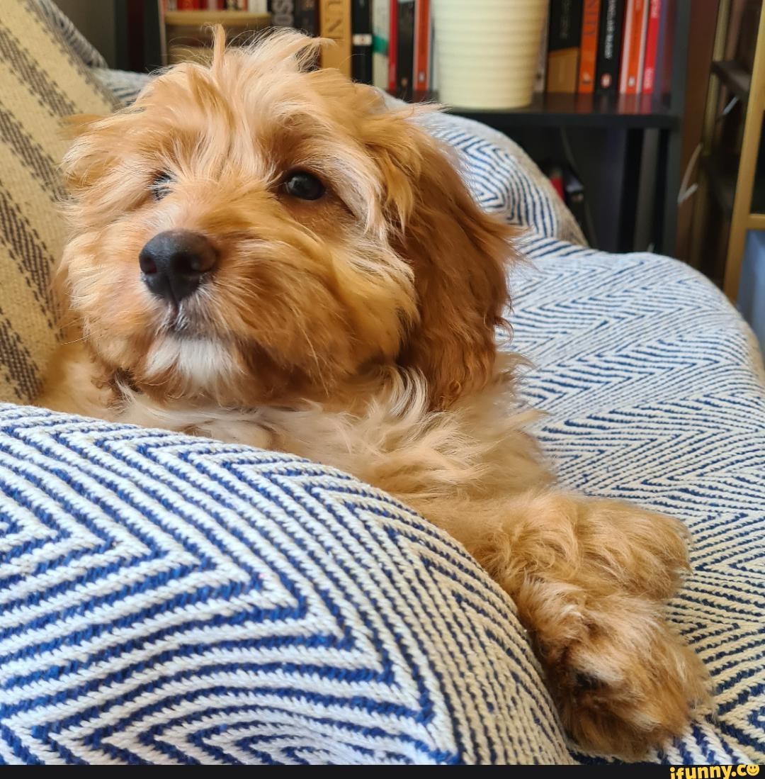 Cavapoo memes. Best Collection of funny Cavapoo pictures on iFunny