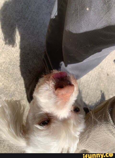 Schnoodle memes. Best Collection of funny Schnoodle pictures on iFunny
