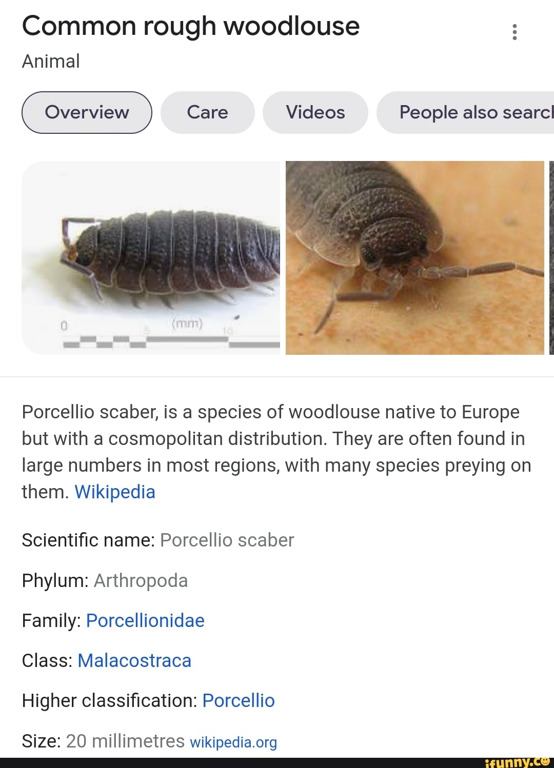Common rough woodlouse Animal Care Videos People also searc! Porcellio ...
