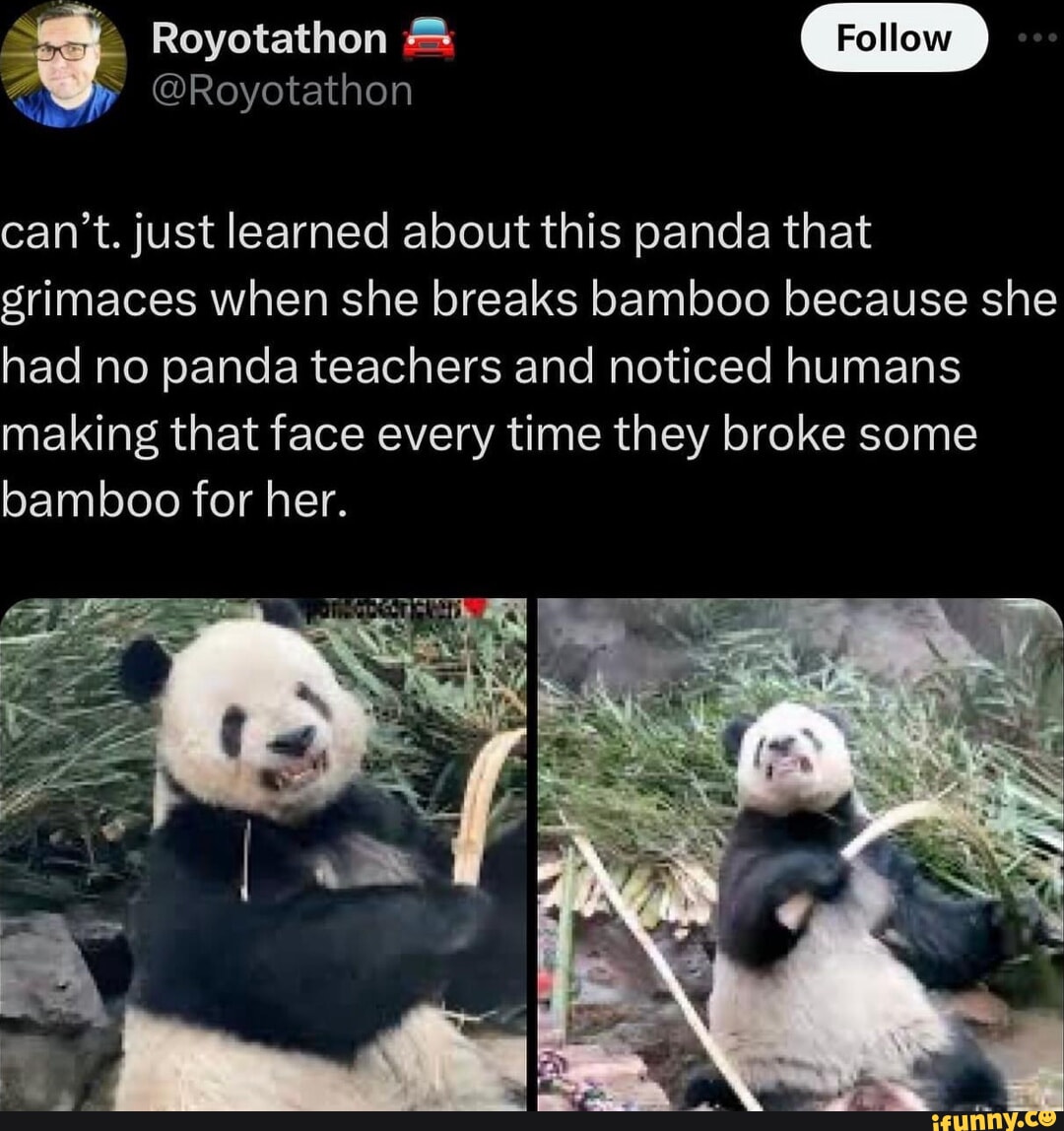 Bamboo memes. Best Collection of funny Bamboo pictures on iFunny