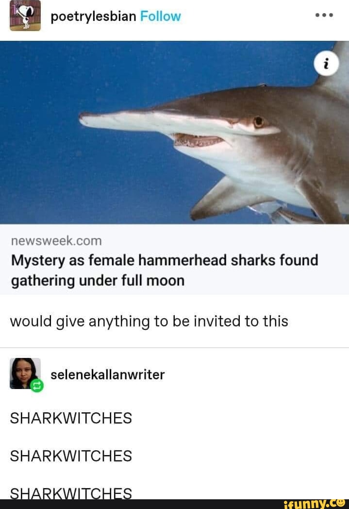 Hammerhead memes. Best Collection of funny Hammerhead pictures on iFunny