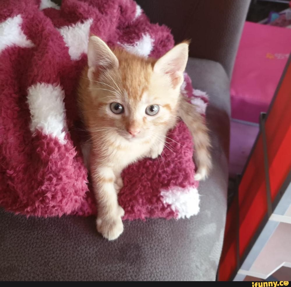 Caaat memes. Best Collection of funny Caaat pictures on iFunny