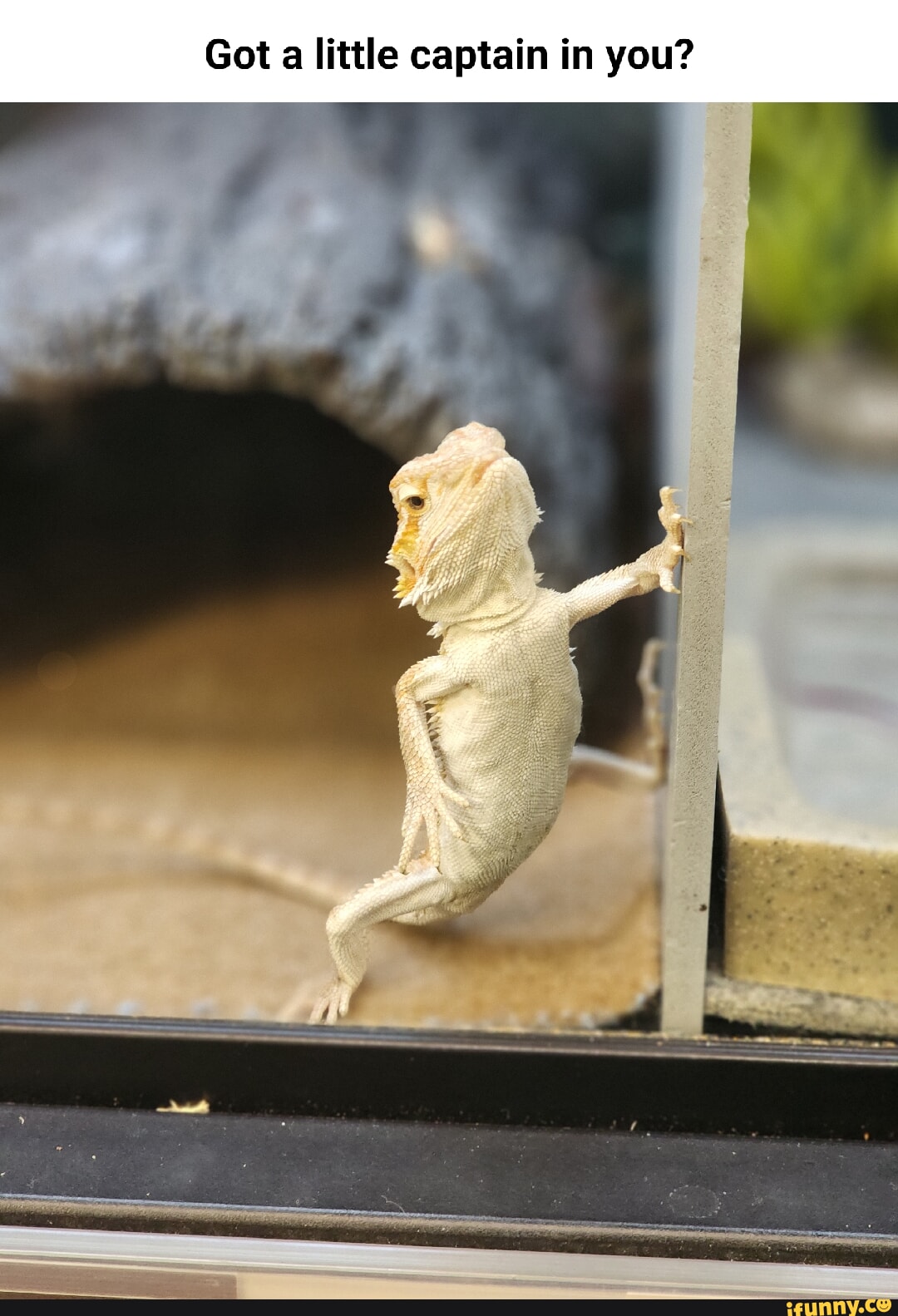 Petco memes. Best Collection of funny Petco pictures on iFunny