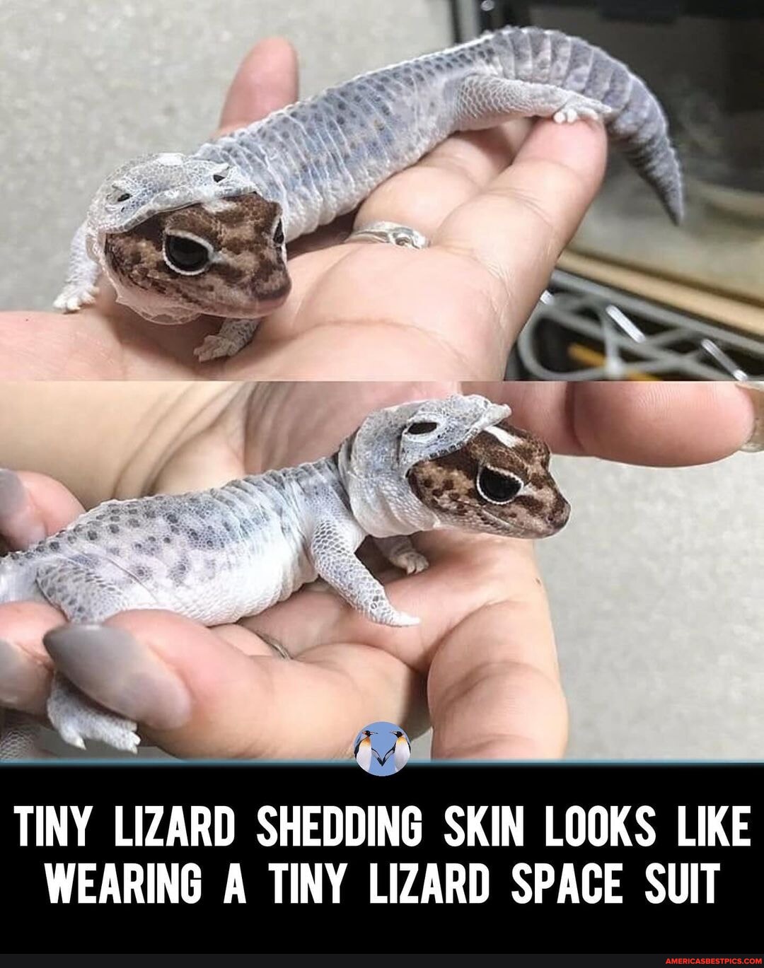 Lizards shed their skin to grow and remove parasites - TINY LIZARD ...