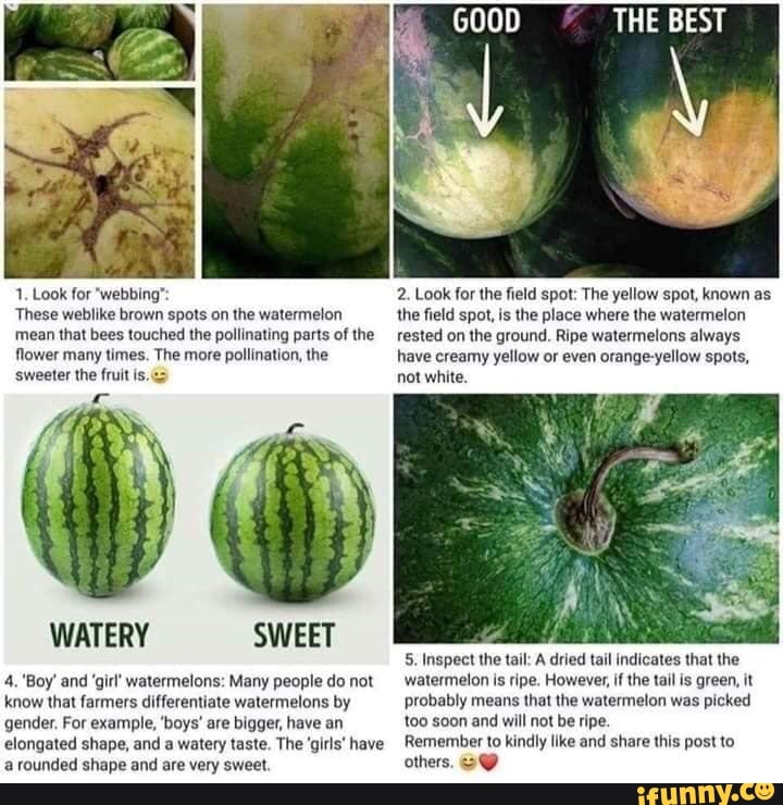 1. Look for 'webbing' These weblike brown spots on the watermelon mean ...
