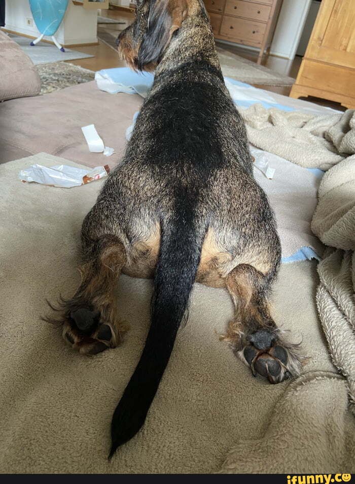 Dackel memes. Best Collection of funny Dackel pictures on iFunny