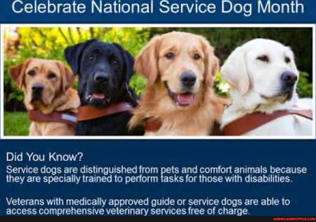 Celebrate National Service Dog Month Did You Know? Service dogs are ...