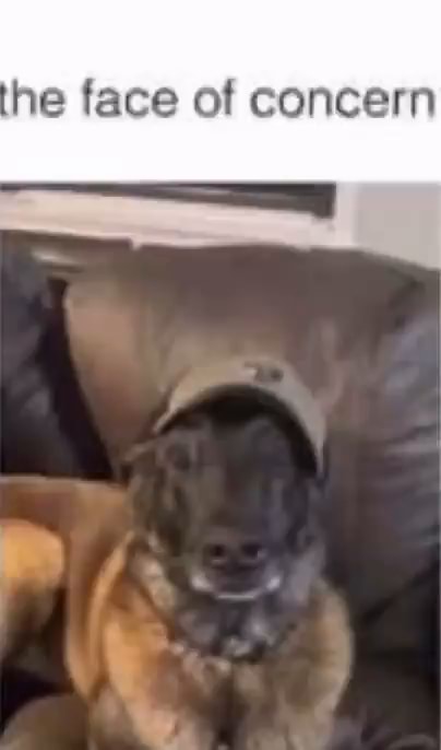 Concerned Dog Meme