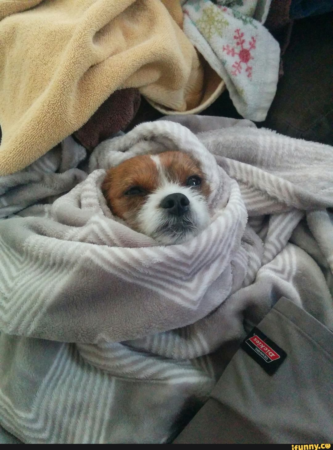 Spirit_animal memes. Best Collection of funny Spirit_animal pictures on ...