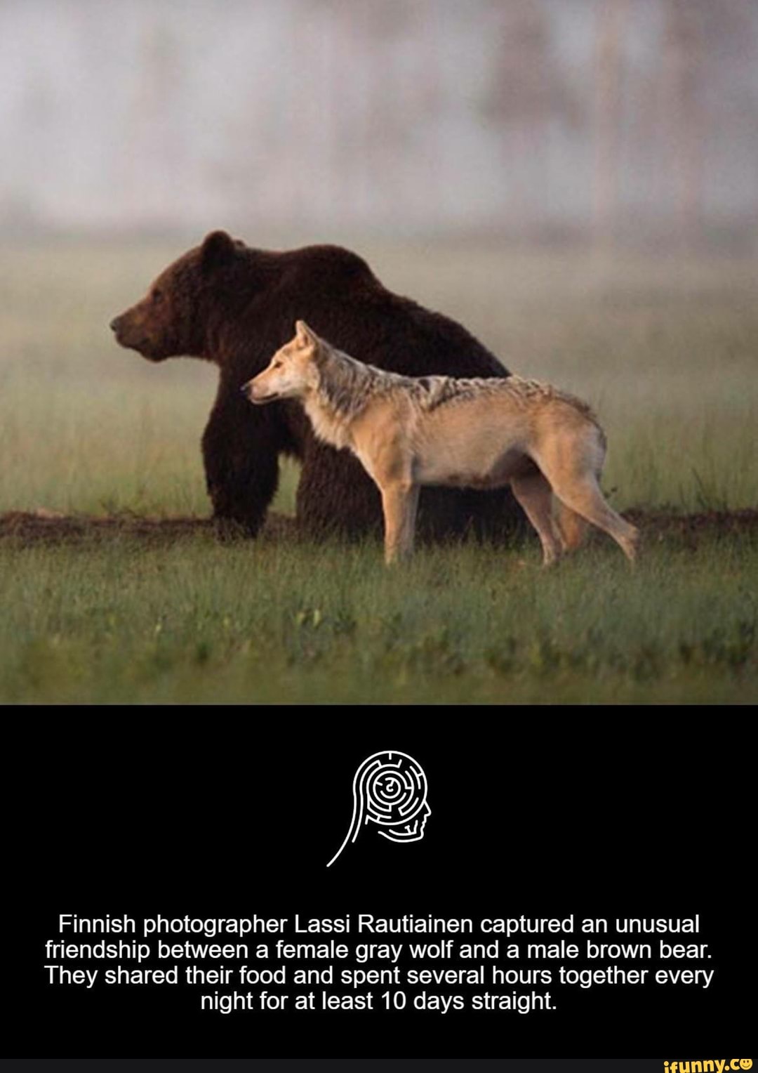 Finnish photographer Lassi Rautiainen captured an unusual friendship ...