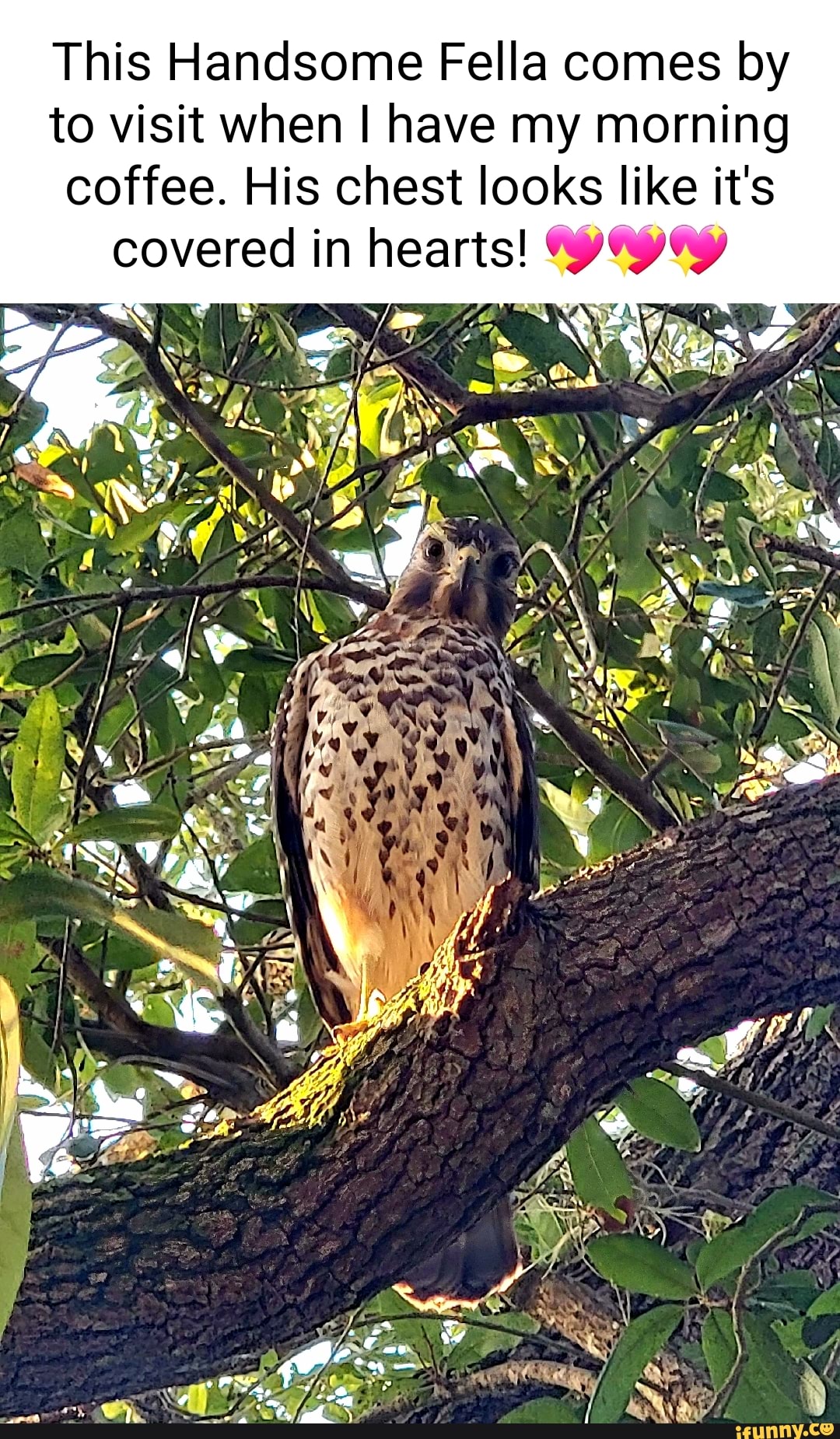 This Handsome Fella comes by to visit when I have my morning coffee ...