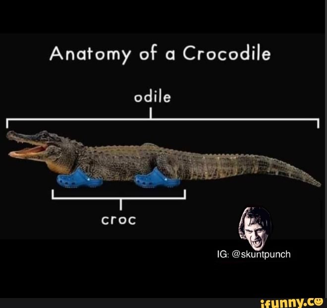 Anatomy of a Crocodile odile croc IS @skuntpunch - iFunny