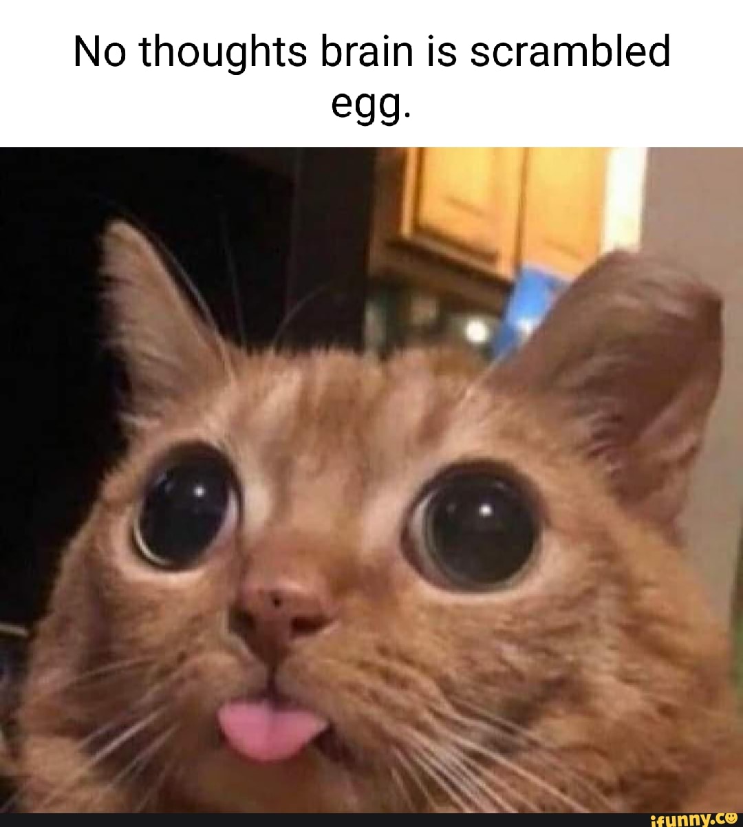 No thoughts brain is scrambled egg. - iFunny