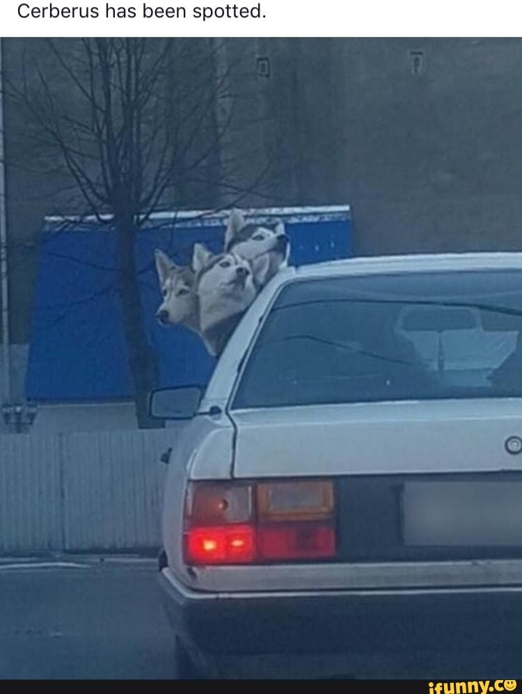 Cerberus has been spotted. - iFunny