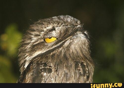 Patoo memes. Best Collection of funny Patoo pictures on iFunny