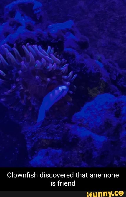 Clownfish memes. Best Collection of funny Clownfish pictures on iFunny