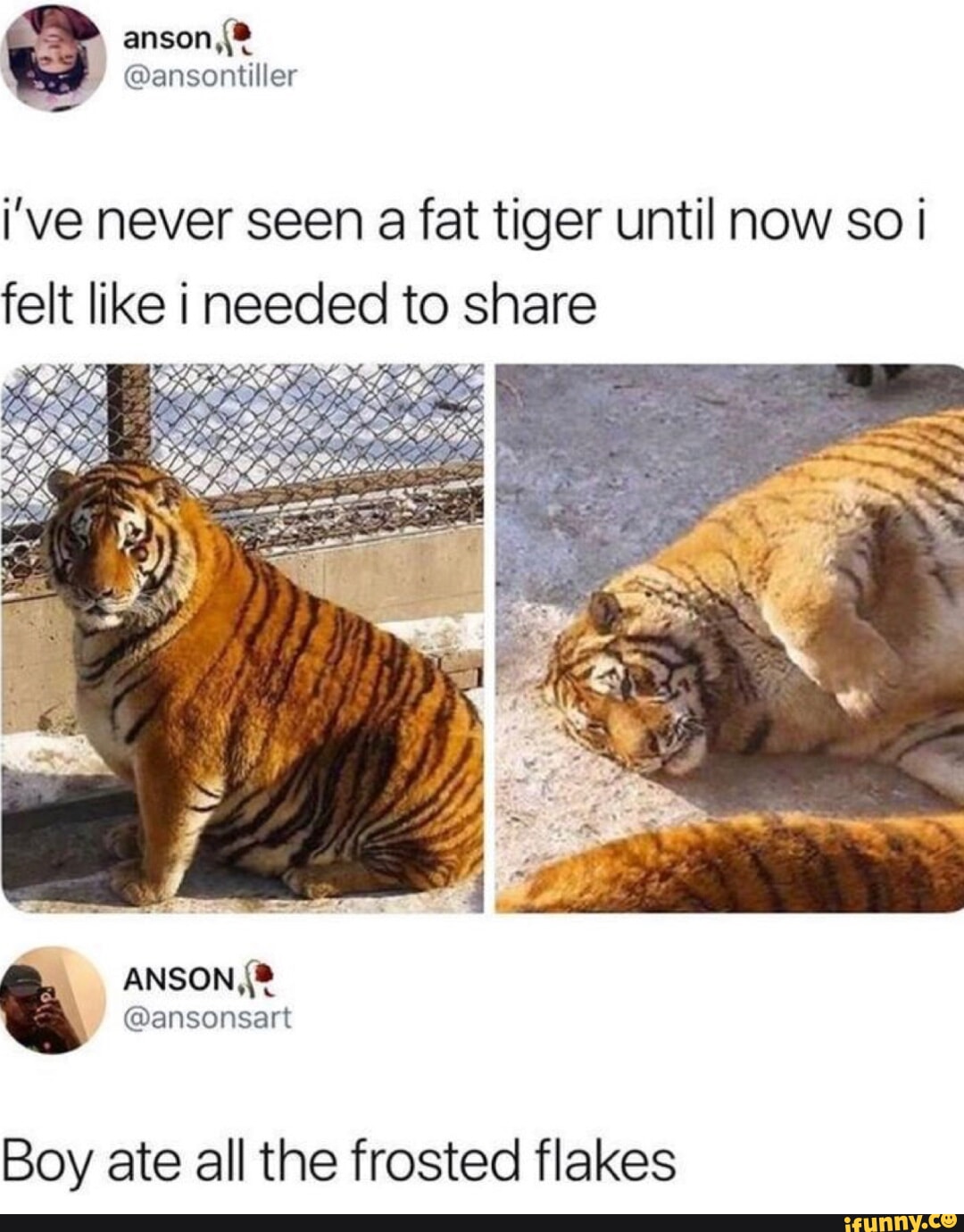 Anson We @ansontiller i've never seen a fat tiger until now so I felt ...