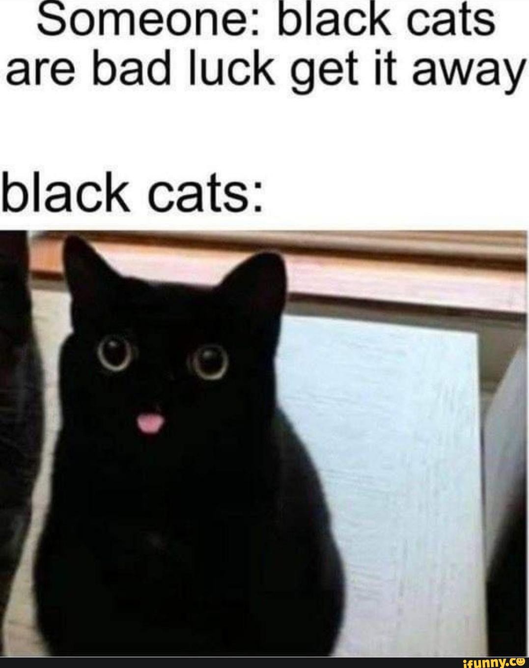 One meme two meme to many memes - Someone: black cats are load luck get ...