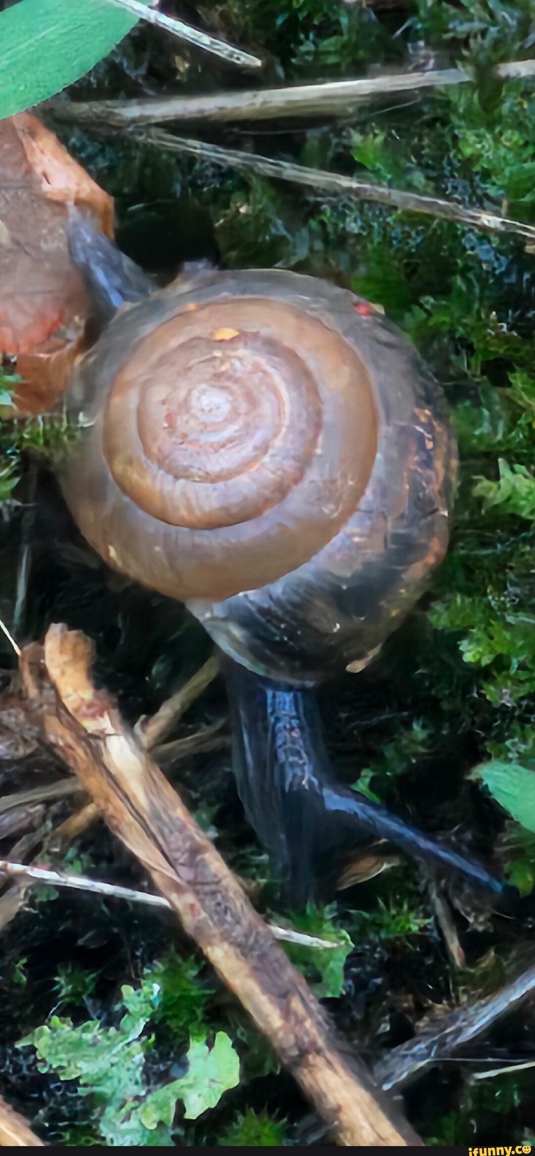 Snails memes. Best Collection of funny Snails pictures on iFunny