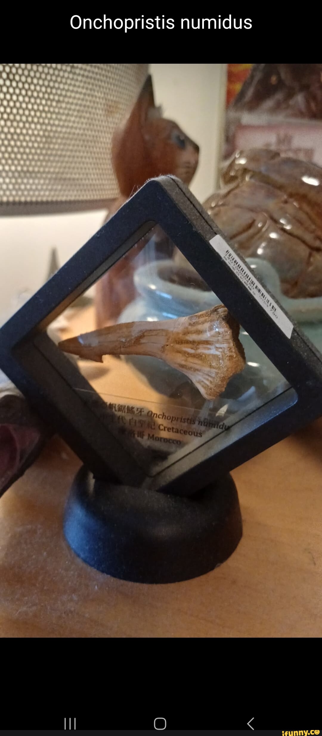 Sawfish memes. Best Collection of funny Sawfish pictures on iFunny