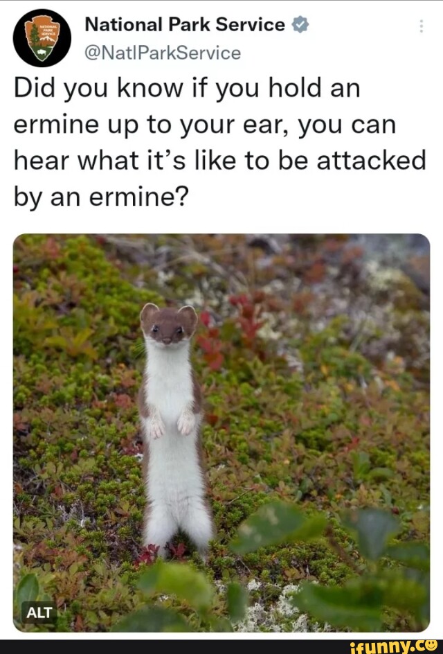 Ermine memes. Best Collection of funny Ermine pictures on iFunny
