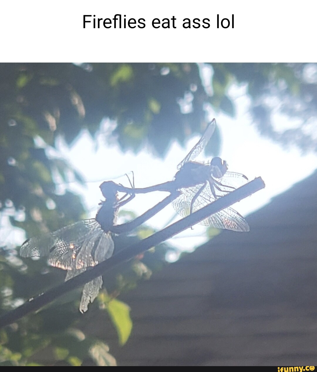 Fireflies memes. Best Collection of funny Fireflies pictures on iFunny