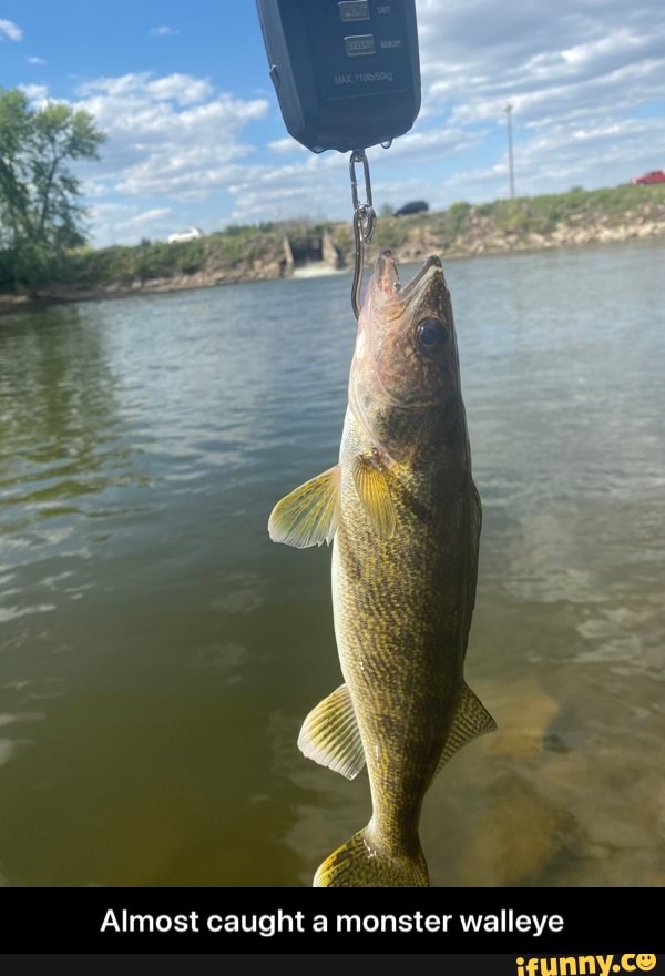 Walleye memes. Best Collection of funny Walleye pictures on iFunny