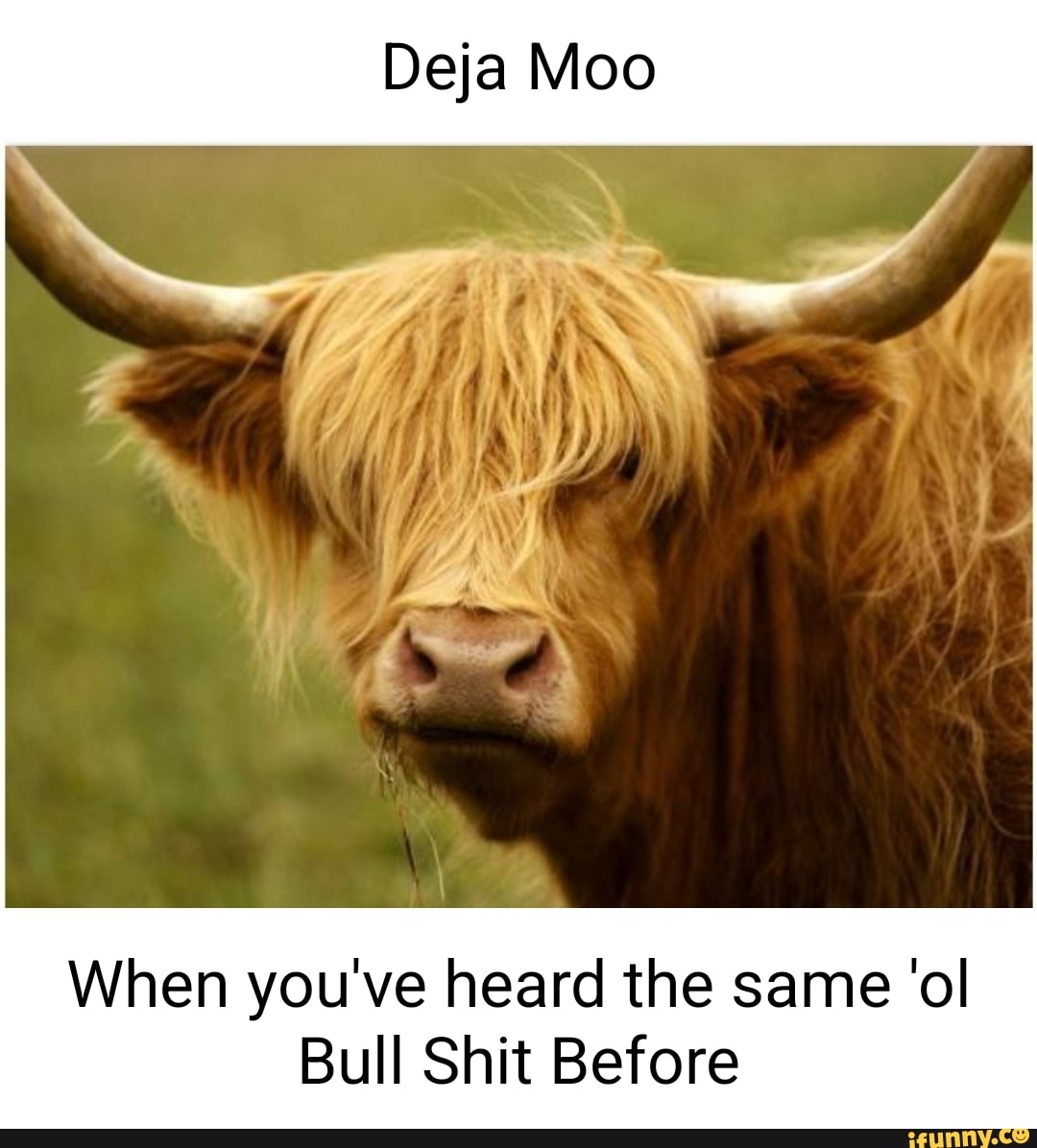 Deja Moo When you've heard the same 'ol Bull Shit Before - iFunny