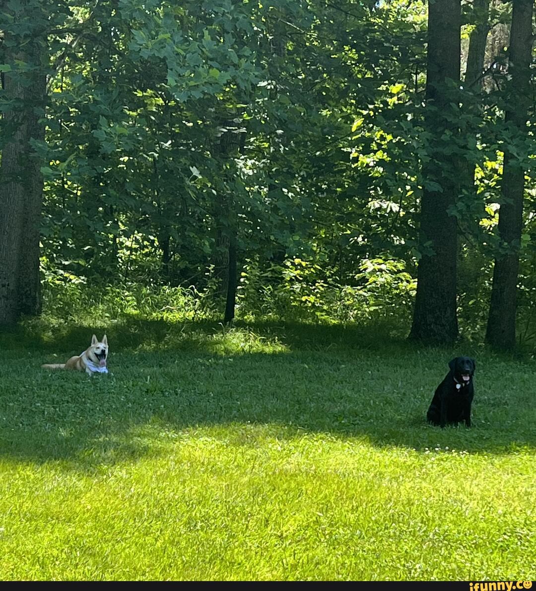 Chimkins memes. Best Collection of funny Chimkins pictures on iFunny