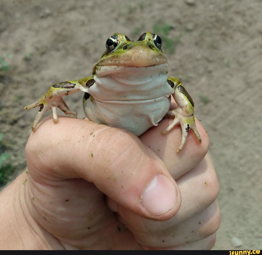 Phrog memes. Best Collection of funny Phrog pictures on iFunny