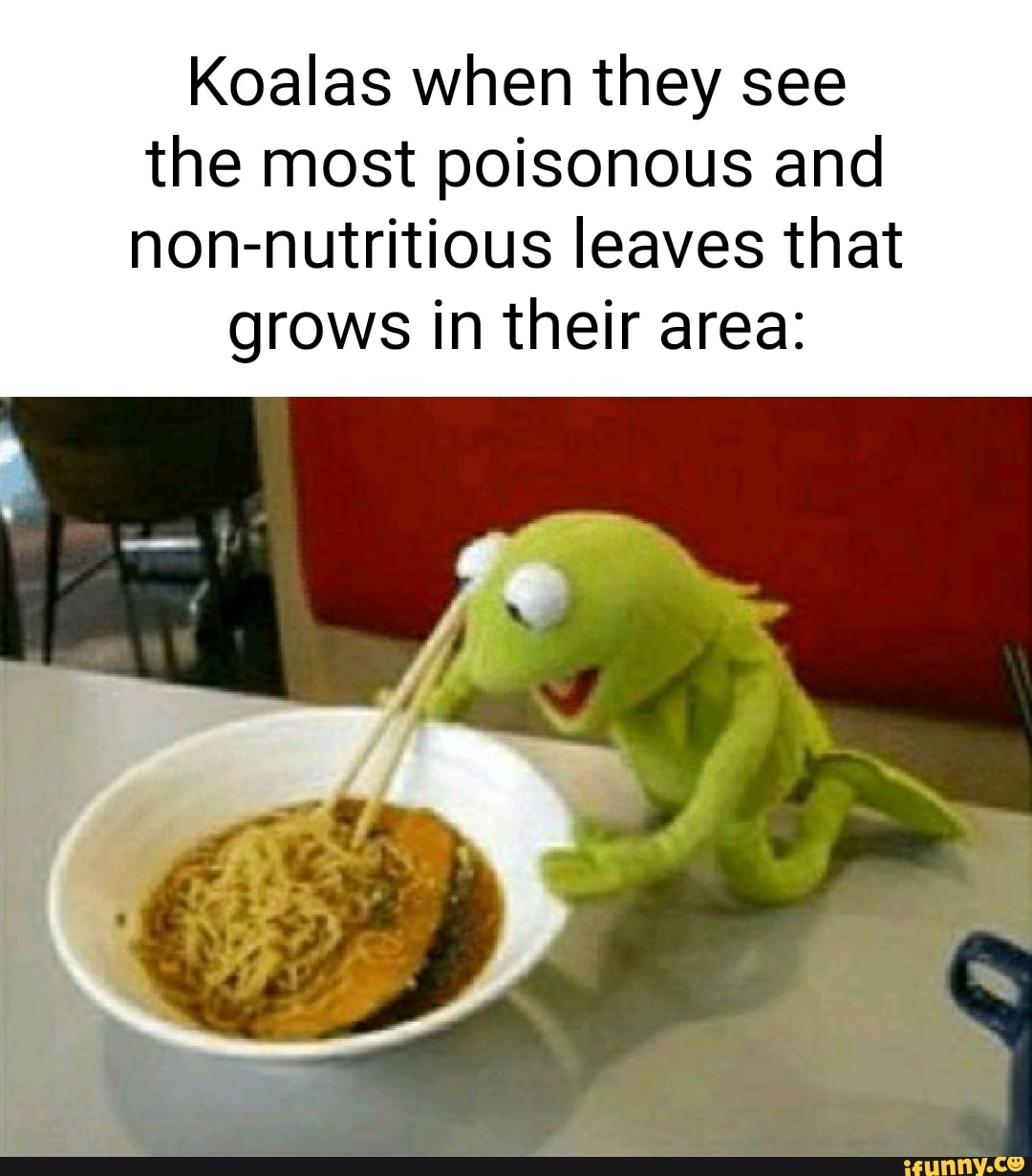 Koalas when they see the most poisonous and non-nutritious leaves that ...