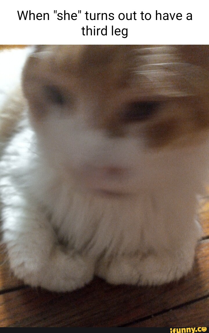 When "she" turns out to have a third leg - iFunny