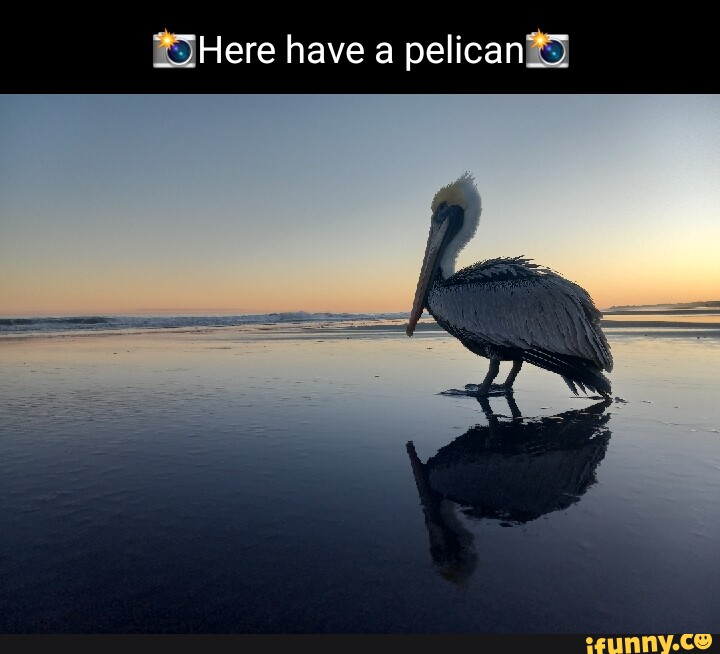 Seabird memes. Best Collection of funny Seabird pictures on iFunny