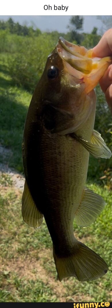 Largemouth memes. Best Collection of funny Largemouth pictures on iFunny