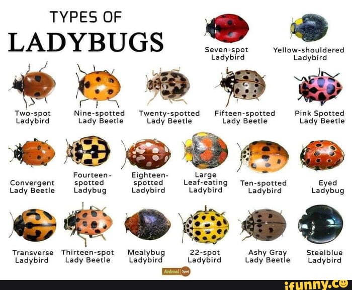 TYPES OF LADYBUGS Ladybird Ladybird Ladybird Nine-spotted Lady Beetle ...