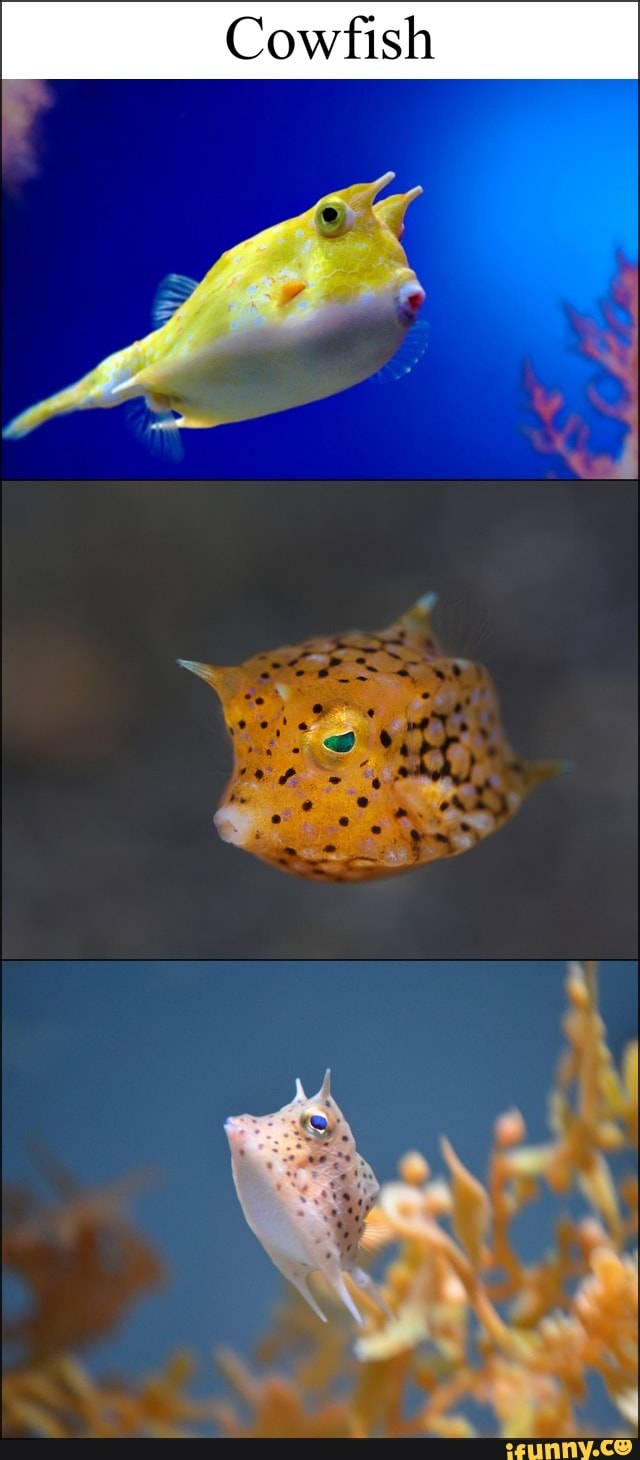 Cowfish memes. Best Collection of funny Cowfish pictures on iFunny