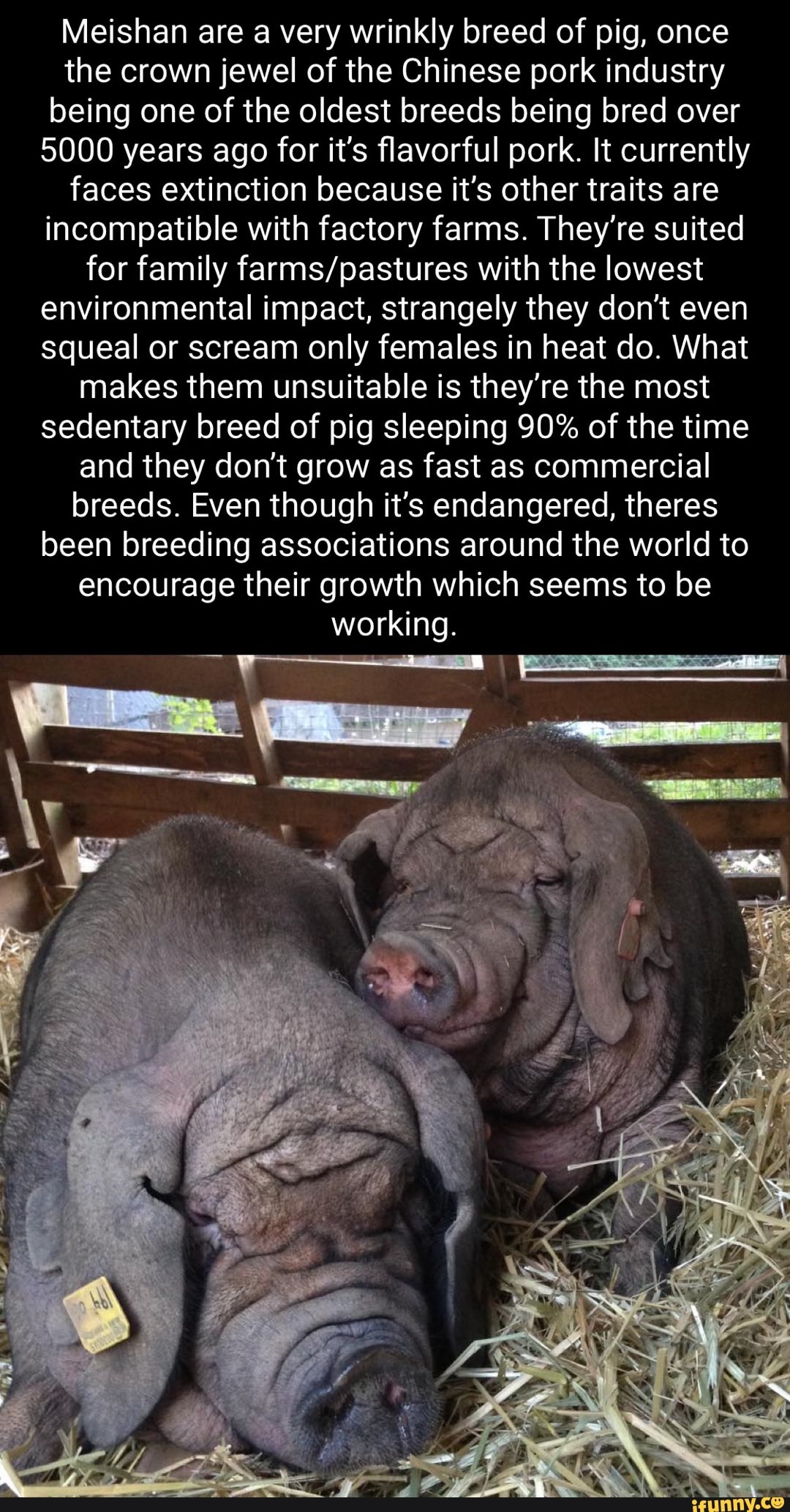 Meishan are a very wrinkly breed of pig, once the crown jewel of the ...