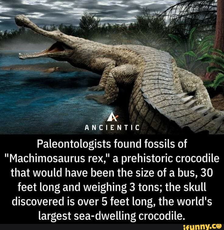 30 Ft Crocodile