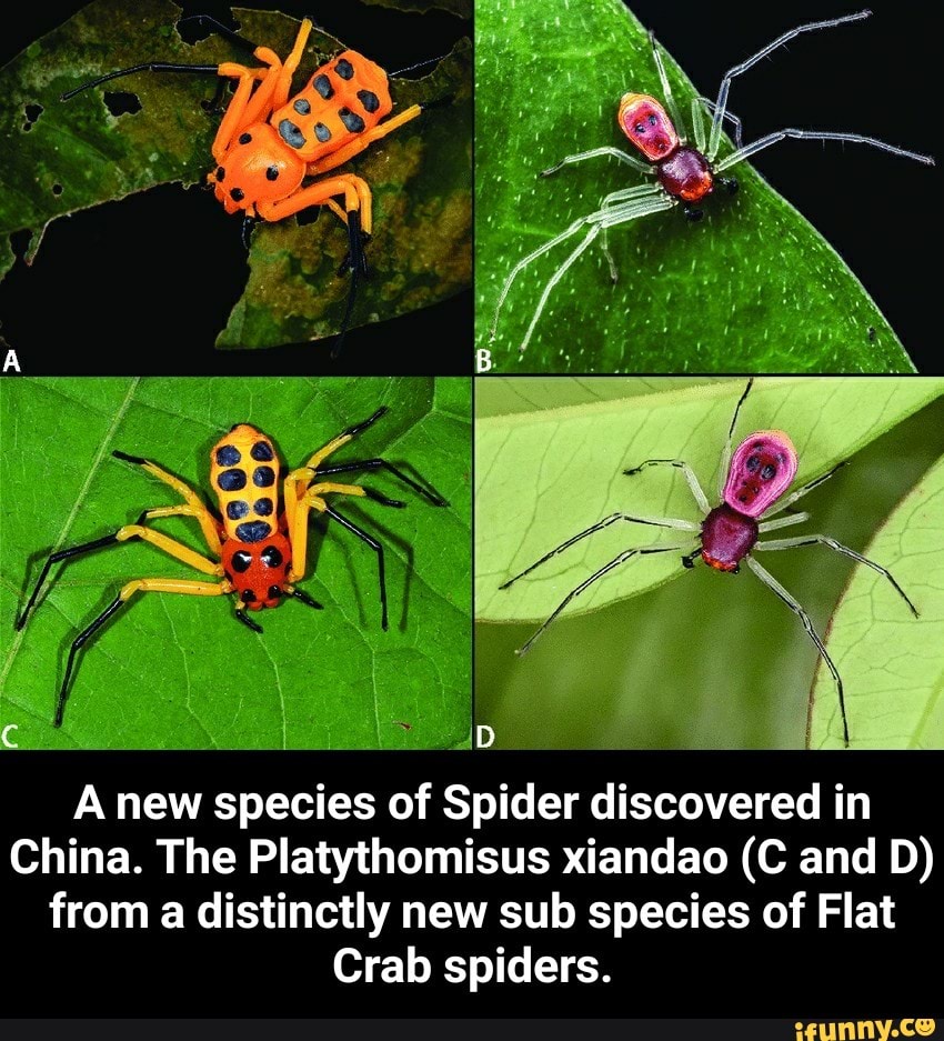 A new species of Spider discovered in China. The Platythomisus xiandao ...
